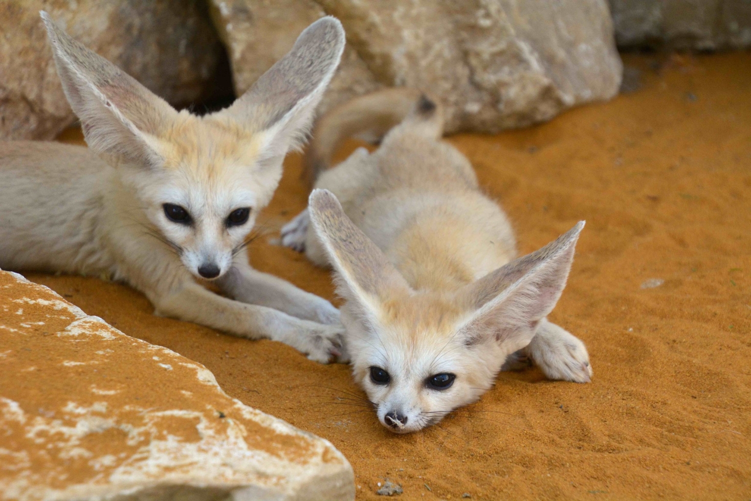 ZOA Parc – Parc animalier et botanique à Sanary-sur-Mer