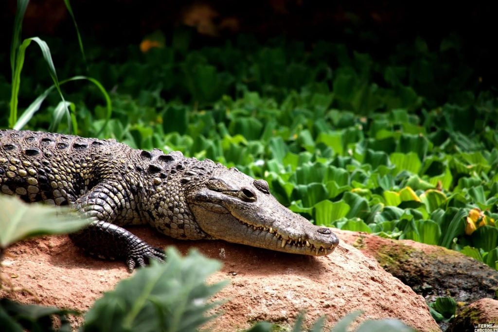 Ferme aux Crocodiles – Parc animalier tropical en Drôme